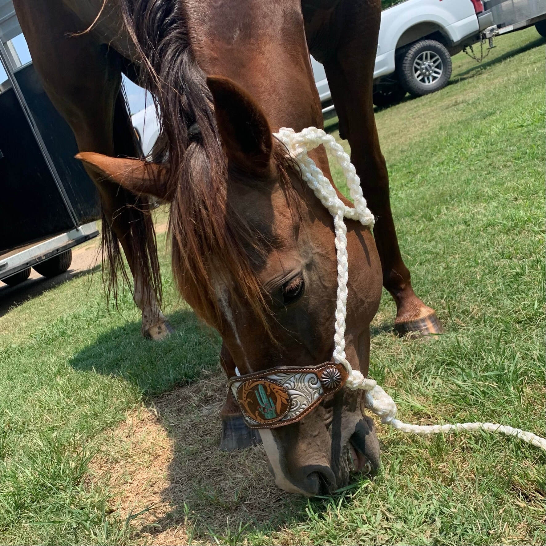 Halter - Leather & Mule Tape Halter (shown in white/white with white ...